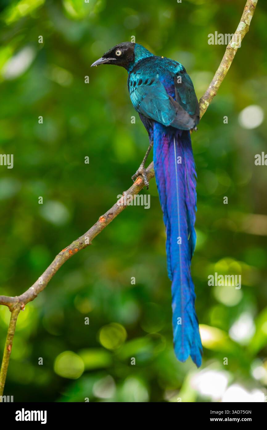 The long-tailed glossy starling (Lamprotornis caudatus) is a member of ...