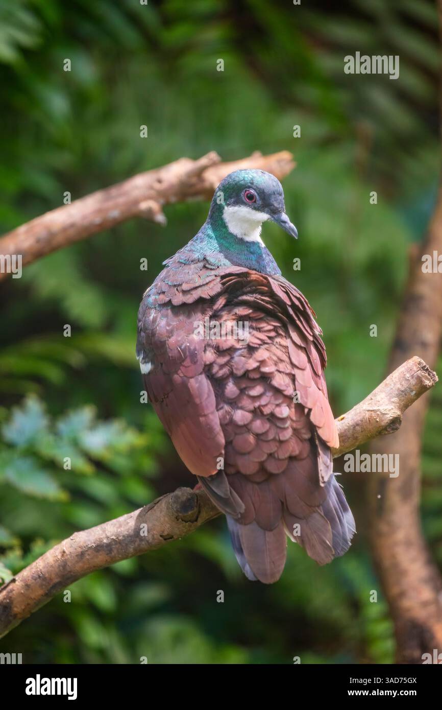 Negros Bleeding-heart Dove (Gallicolumba keayi) is a critically ...