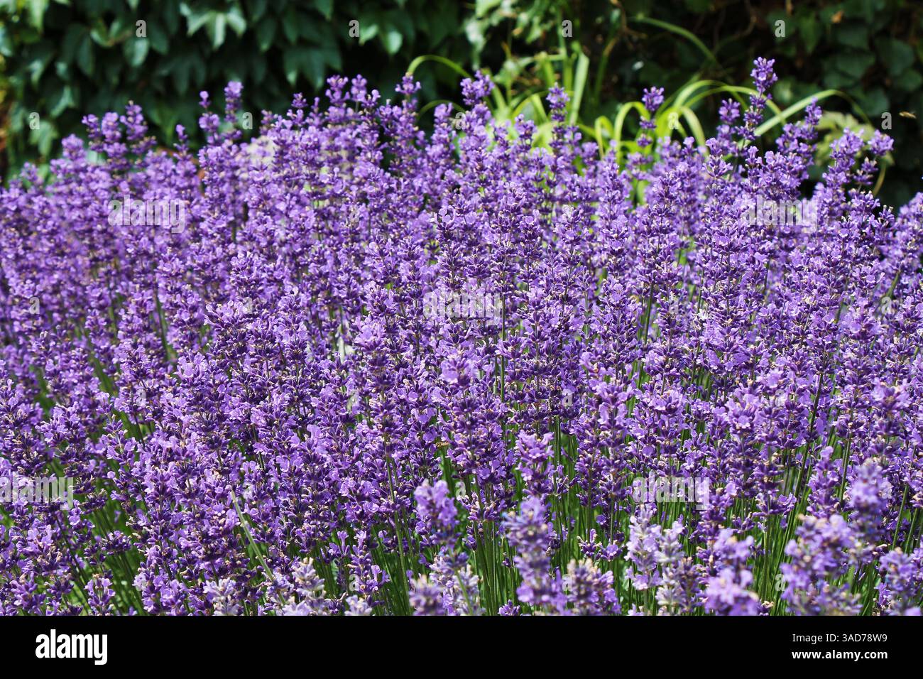 View of lavender bush close-up. lavandula angustifolia growing in the ...