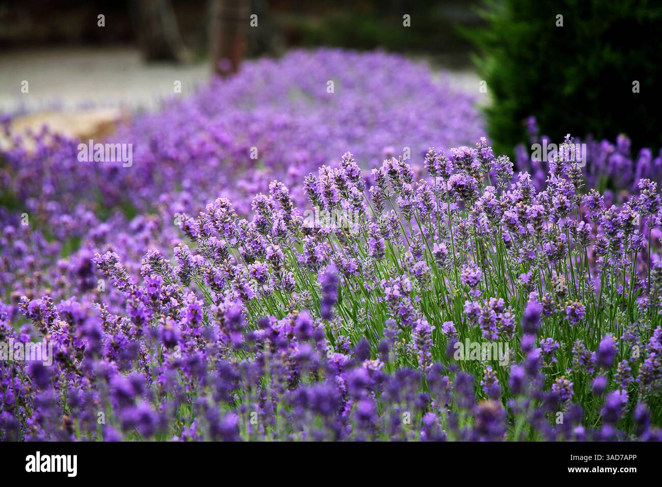 View of lavender bush close-up. lavandula angustifolia growing in the ...
