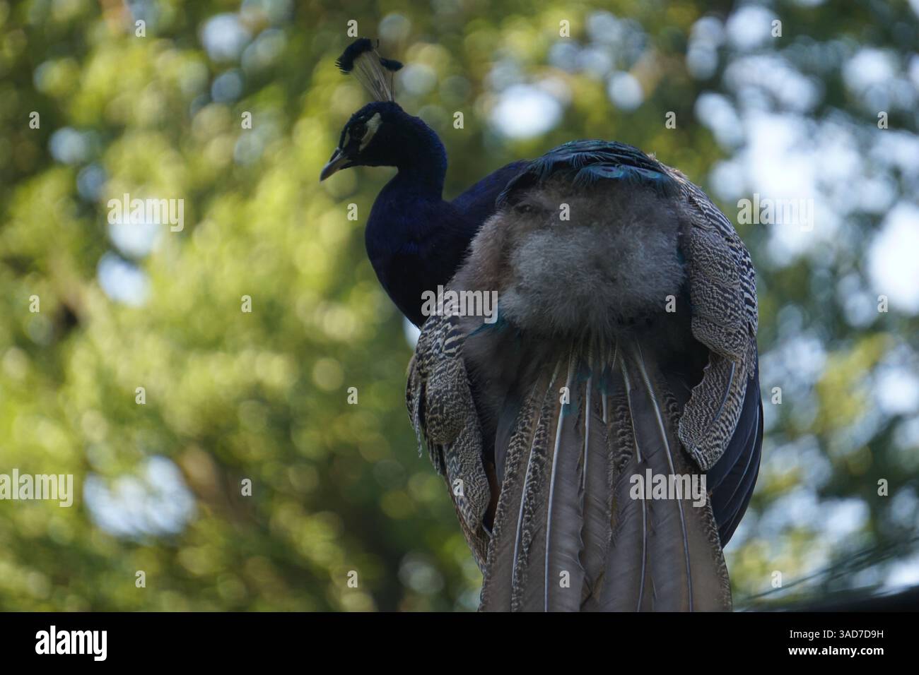Peacock turned to the side hi-res stock photography and images - Alamy