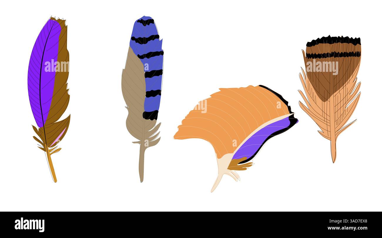 Set of different feathers, flat design Stock Vector Image & Art - Alamy