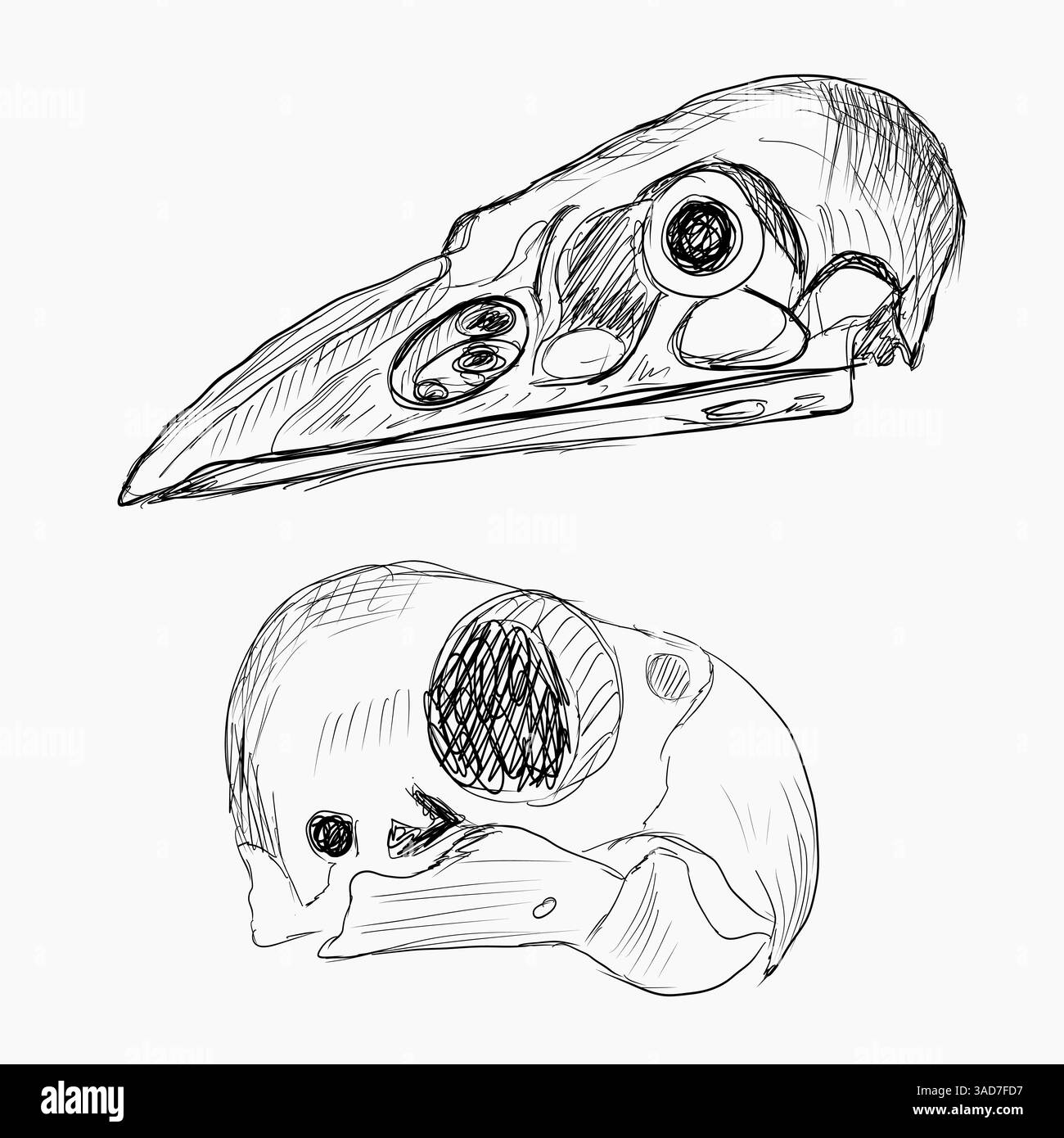 set skelets of birds, skull. Black and white vintage etched art. Ink ...