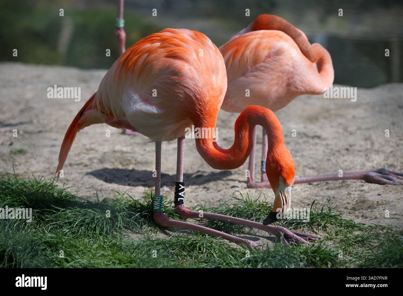 Caribbean flamingo at Hanwell Zoo in West London, UK Stock Photo - Alamy
