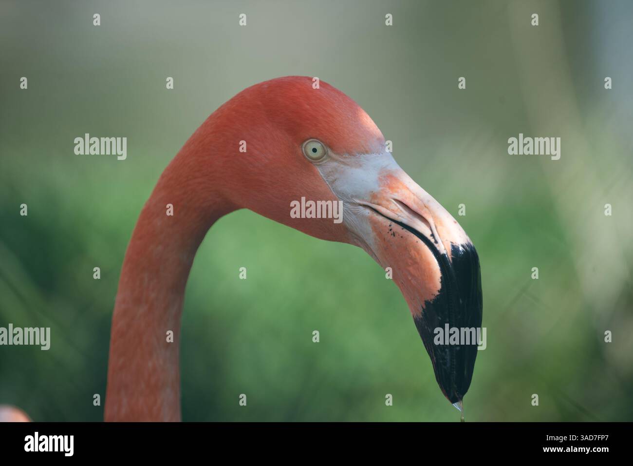 Caribbean flamingo at Hanwell Zoo in West London, UK Stock Photo - Alamy
