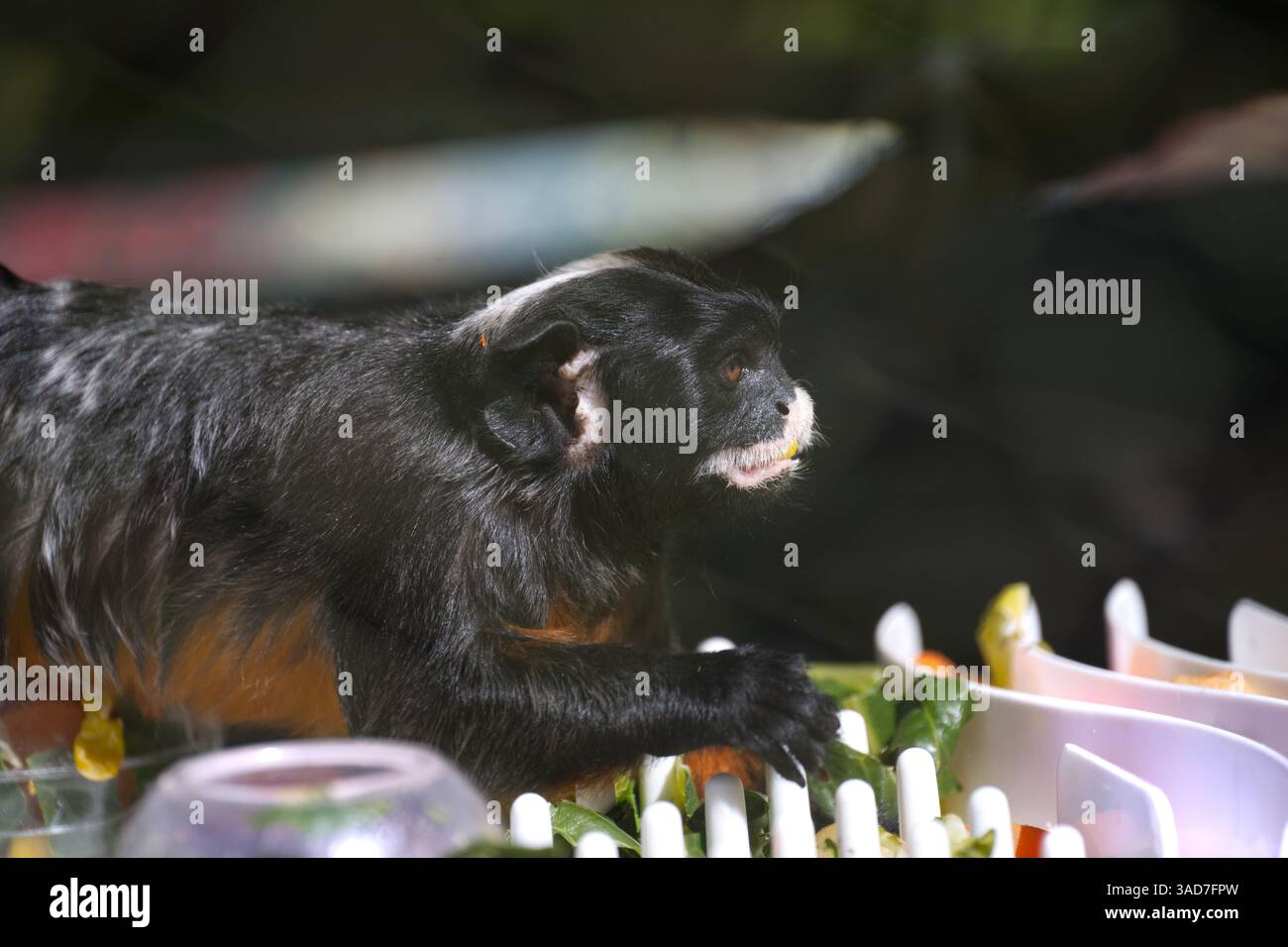 White-lipped tamarin eating food at Hanwell Zoo, West London, UK Stock ...