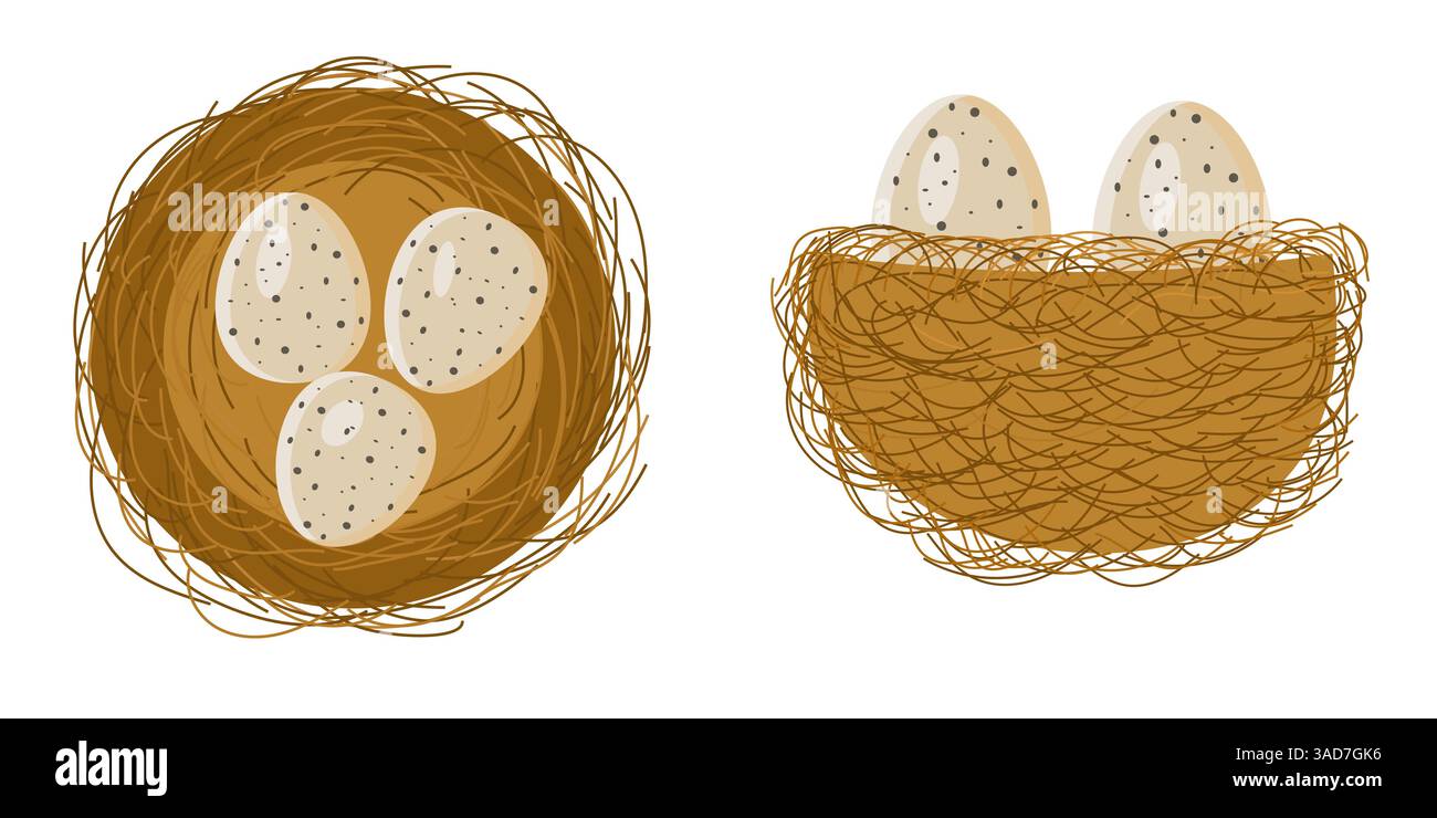 Birds nest bird egg Stock Vector Images - Alamy