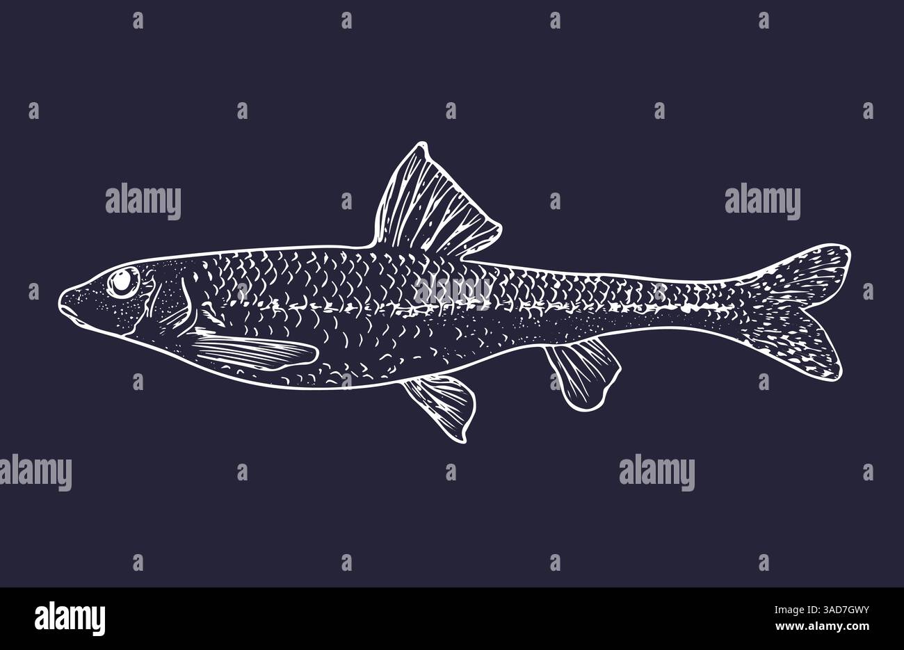Sketch of anchovy isolated in line on the dark background Stock Vector ...