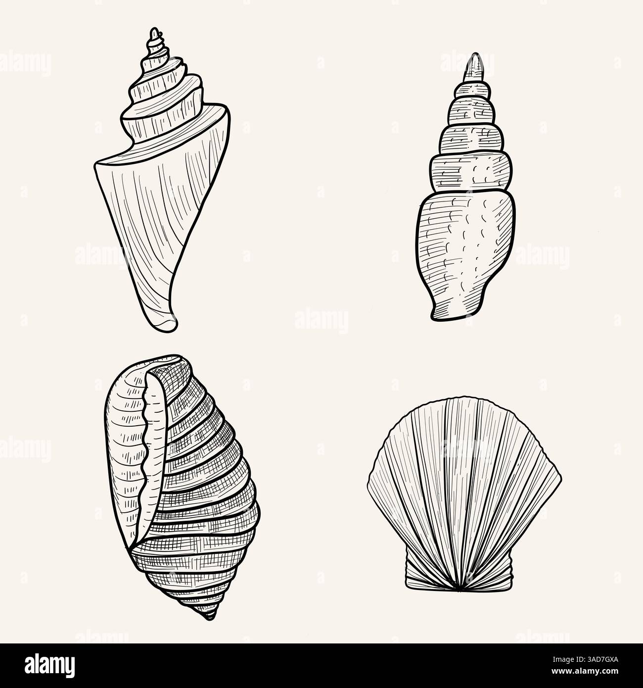 Set of line art seashells, sketch style, hand drawing Stock Vector ...