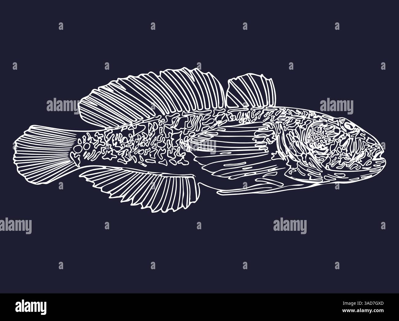 Reef goby Stock Vector Images - Alamy