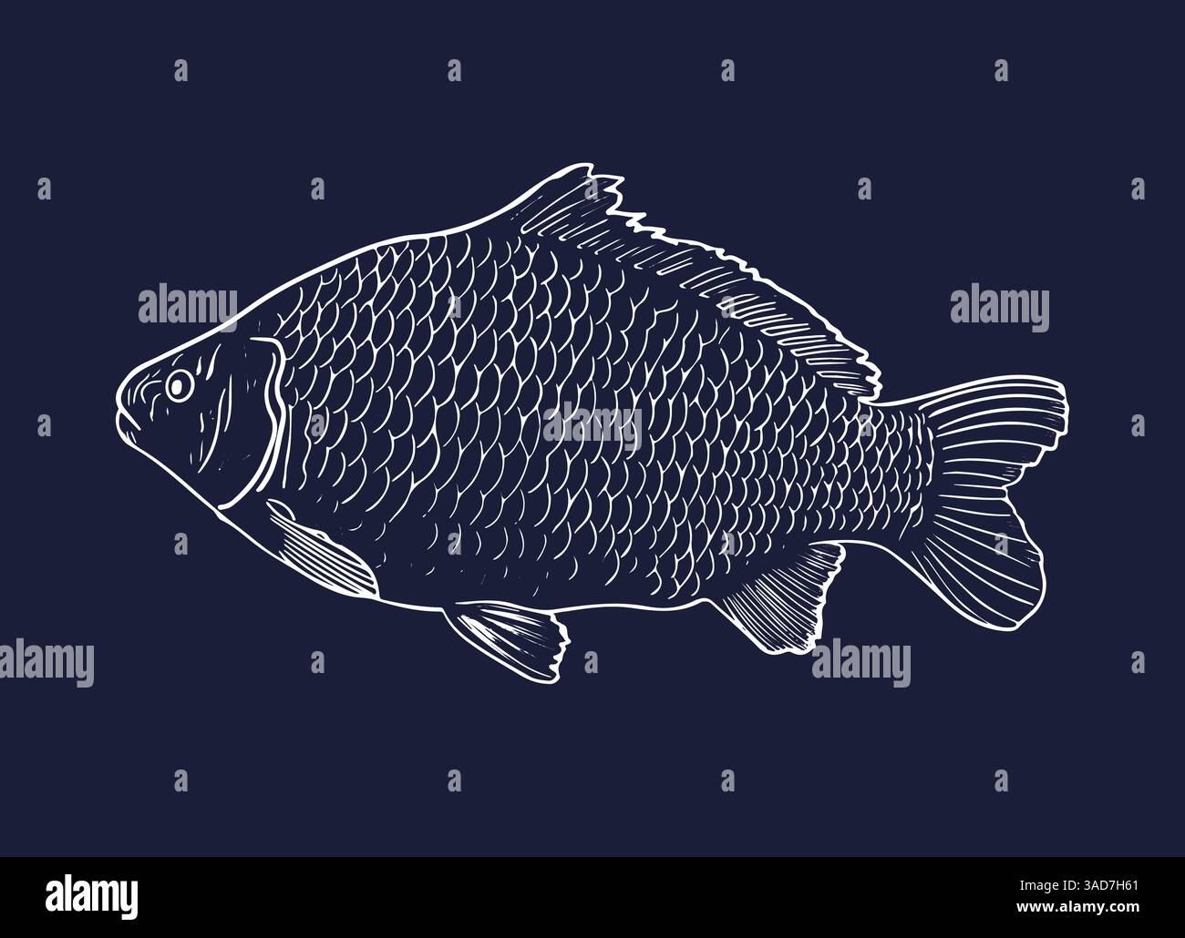 Sketch of carp isolated in white line on the dark background Stock ...