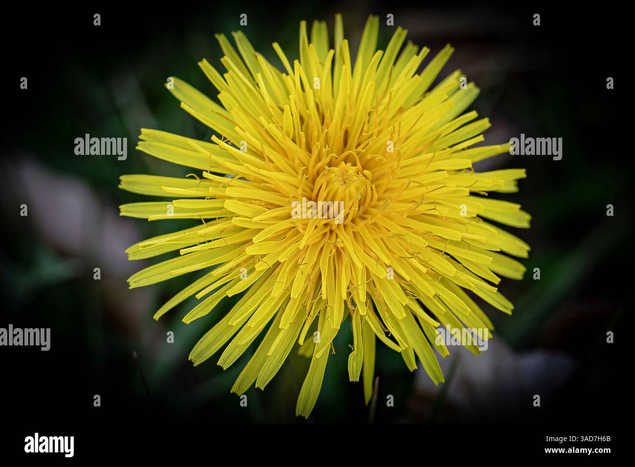 Elongated flower form hi-res stock photography and images - Alamy