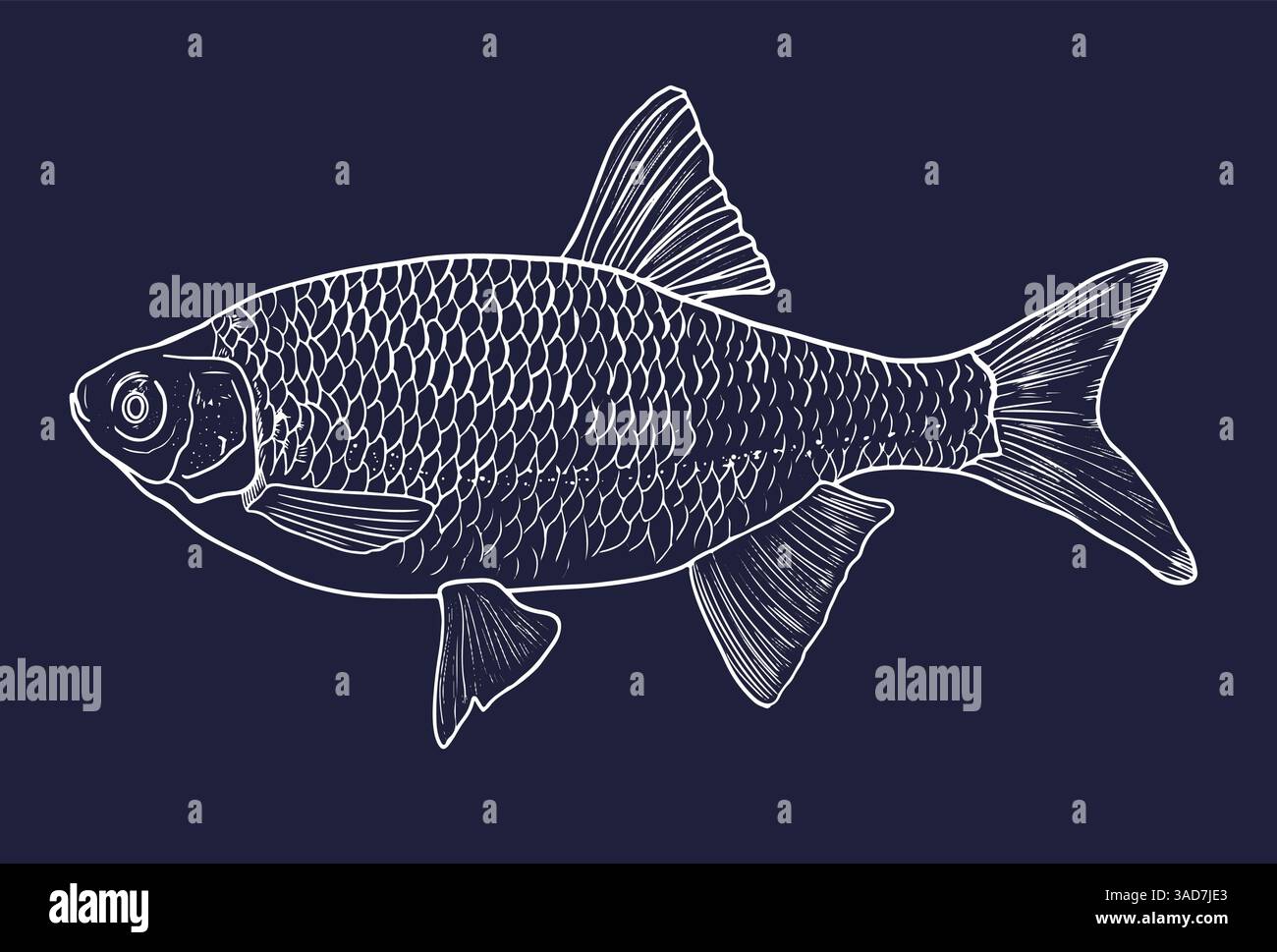 Fish isolated on white color on the dark background. Sketch detailed ...
