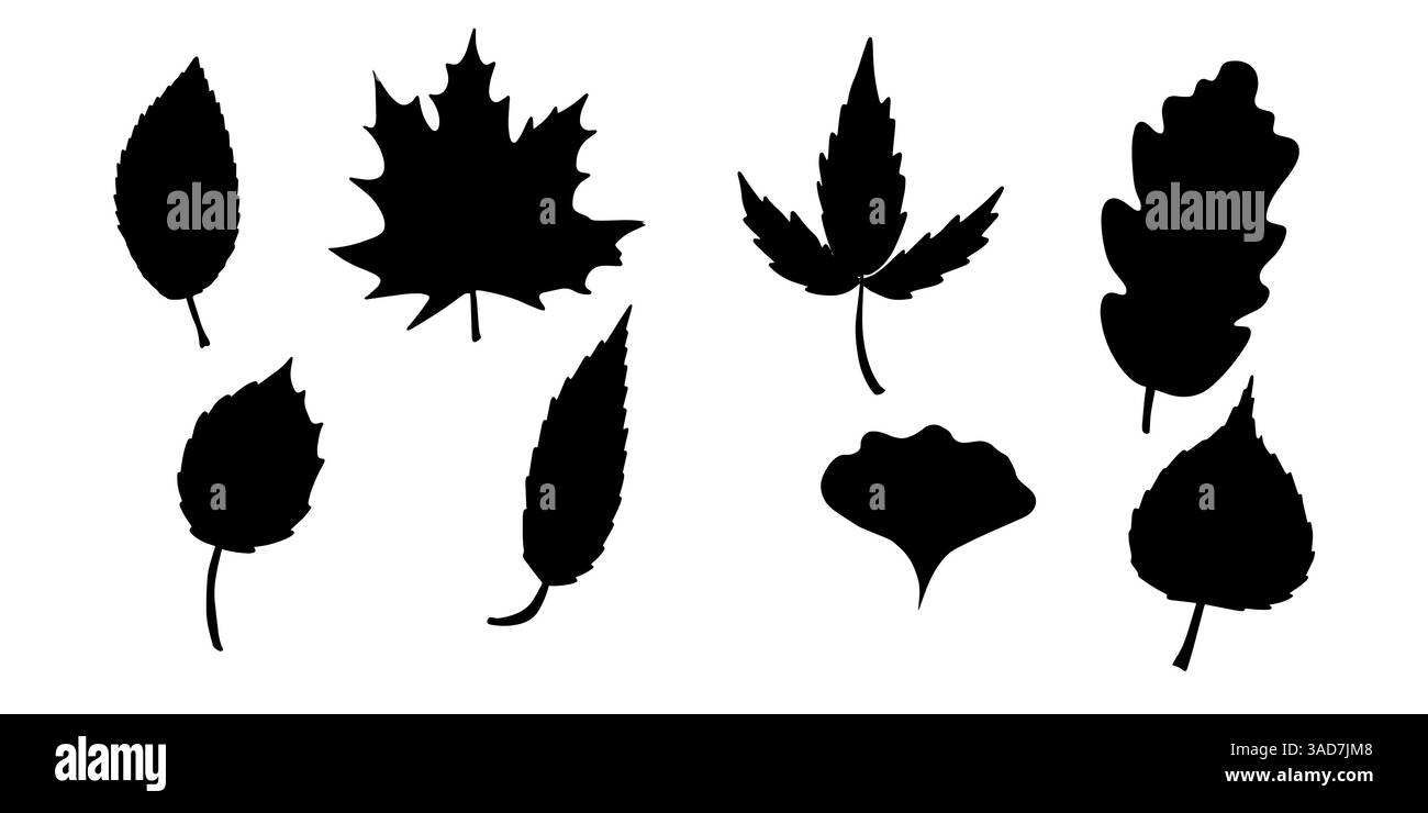 Specimen Leaf Stock Vector Images Alamy