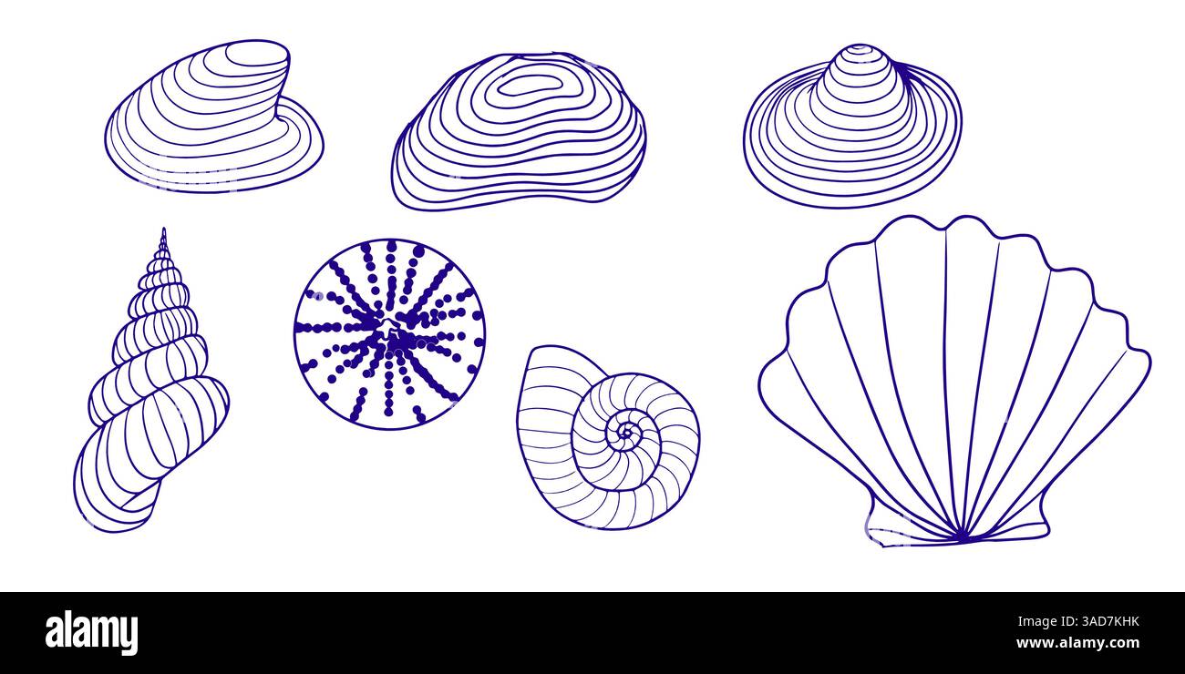 Set of line seashells isolated, sketch, for coloring page Stock Vector ...