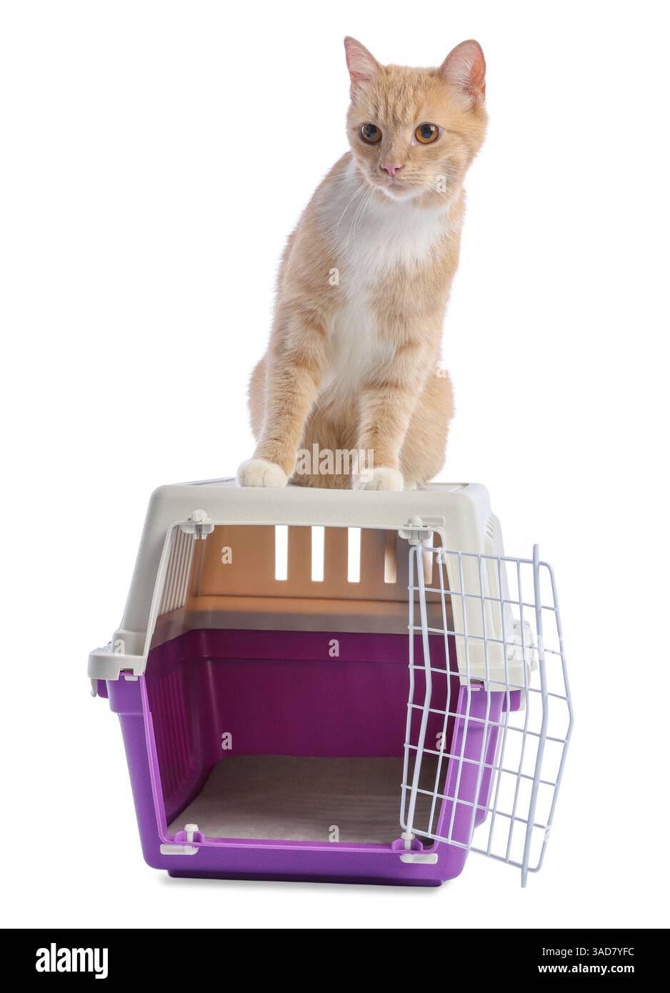 Cute purple cat sitting Cut Out Stock Images & Pictures - Alamy
