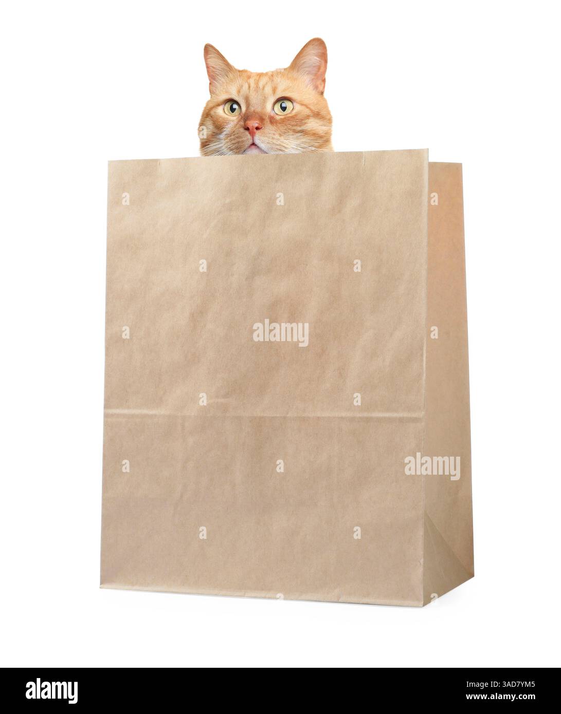 Cute cat peeking out of paper bag on white background Stock Photo - Alamy