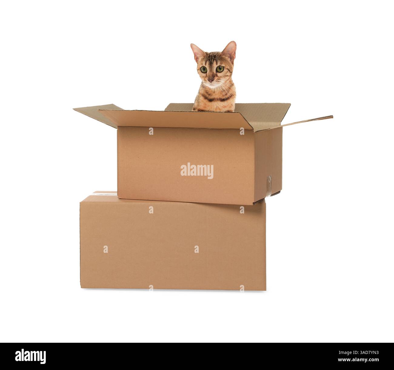 Cute cat peeking out of cardboard box on white background Stock Photo ...