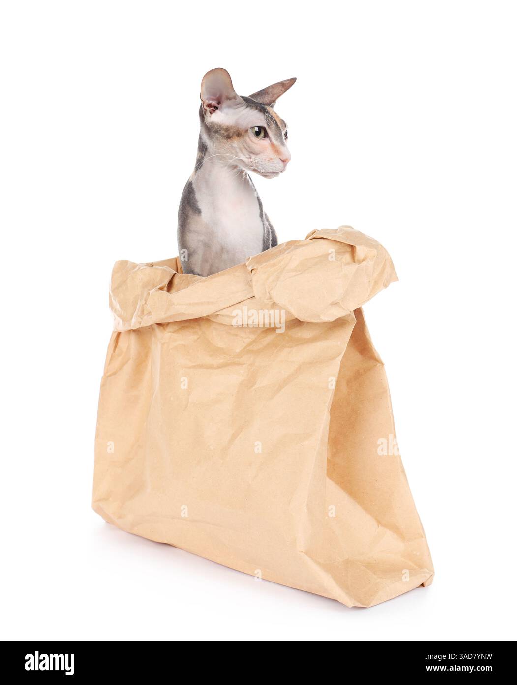 Yellow cat hiding peeking Cut Out Stock Images & Pictures - Alamy