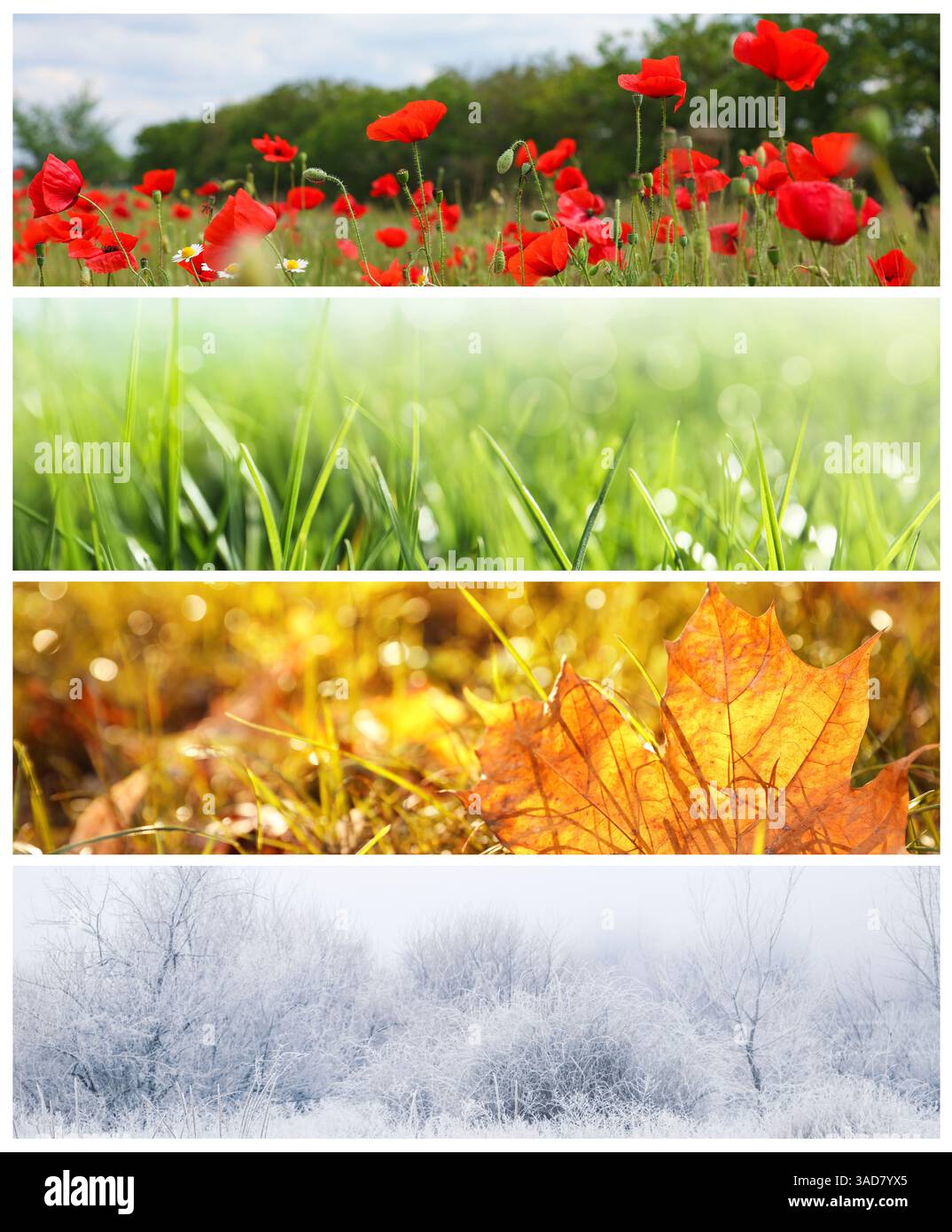 Four seasons of year. Collage with pictures of nature in winter, summer ...
