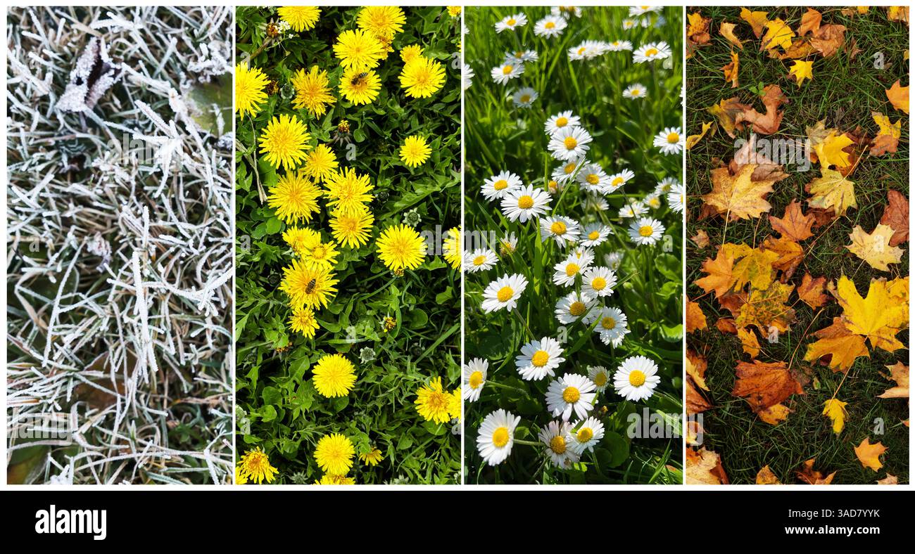 Four seasons of year. Collage with pictures of nature in winter, summer ...