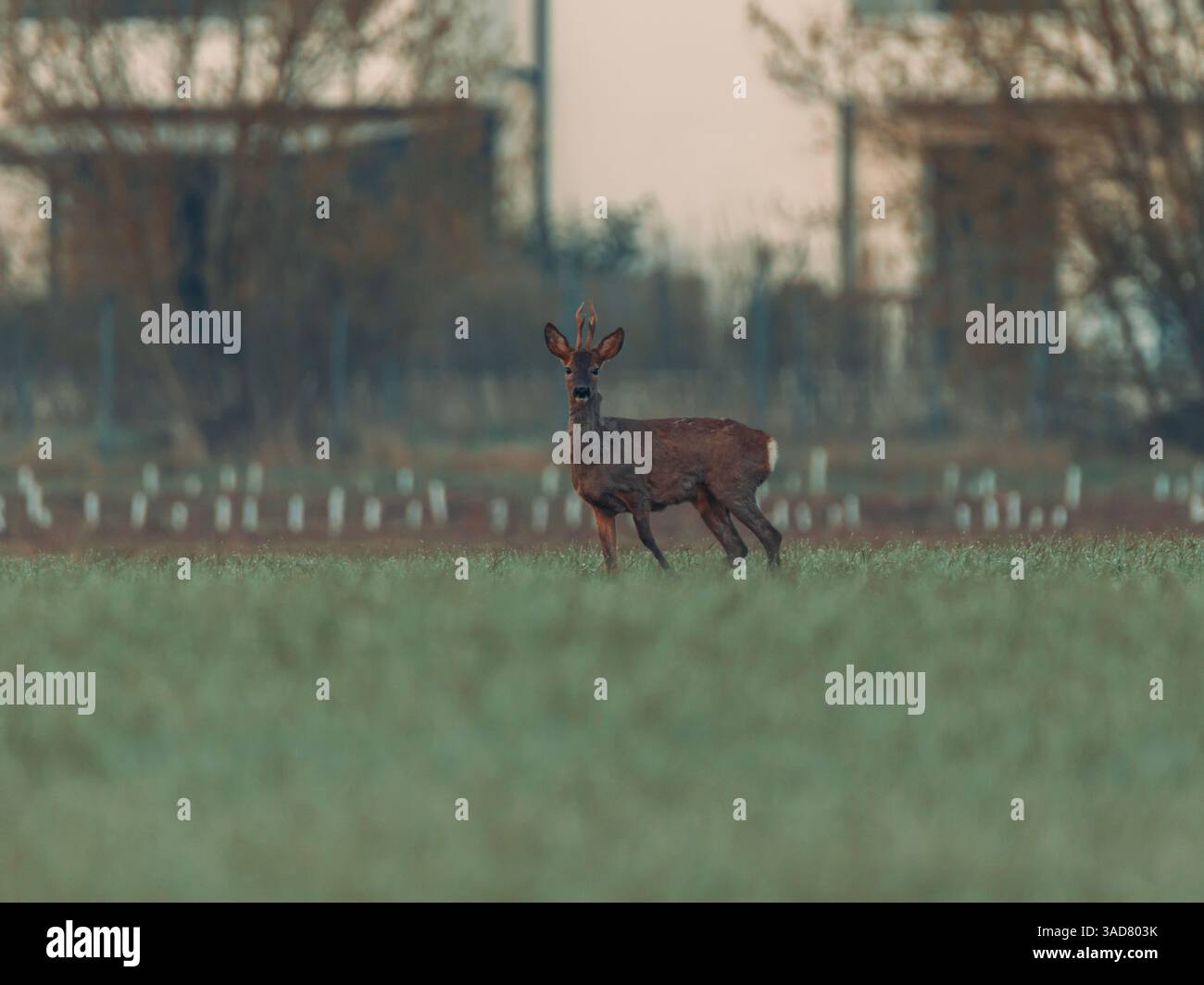 Roe deer standing alert in field near village Stock Photo - Alamy
