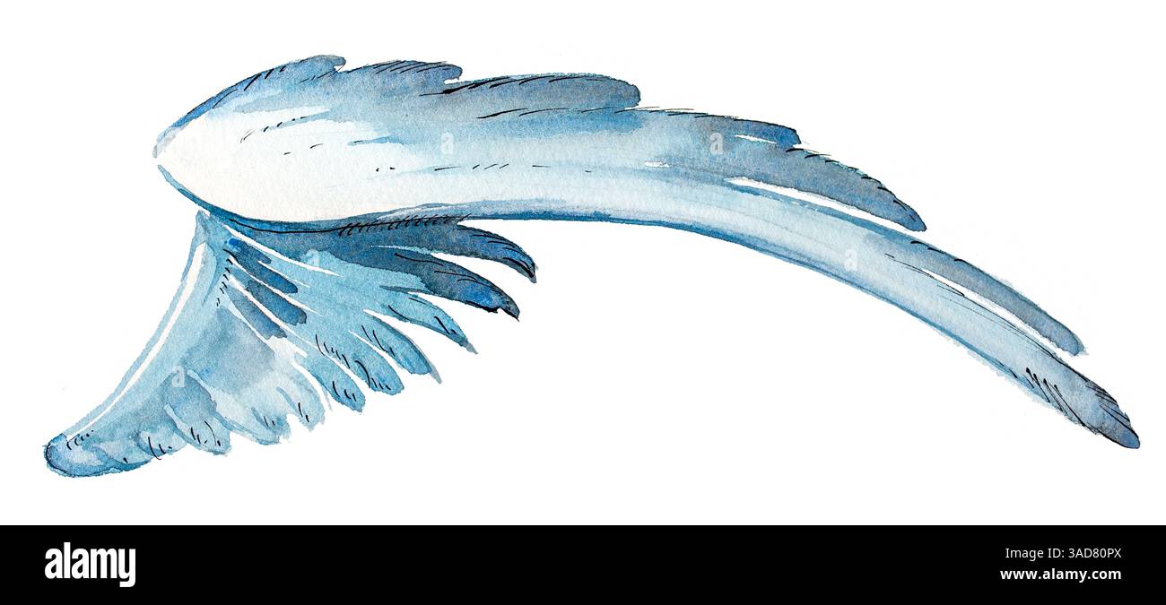Watercolor hand painted wing. Artistic png painting isolated on a white ...