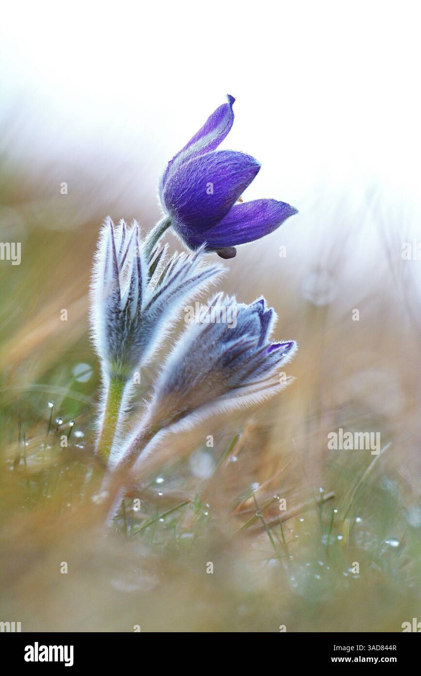Rare Pasque Flower Pulsatilla Patens with Hairy Petals Blooming in ...