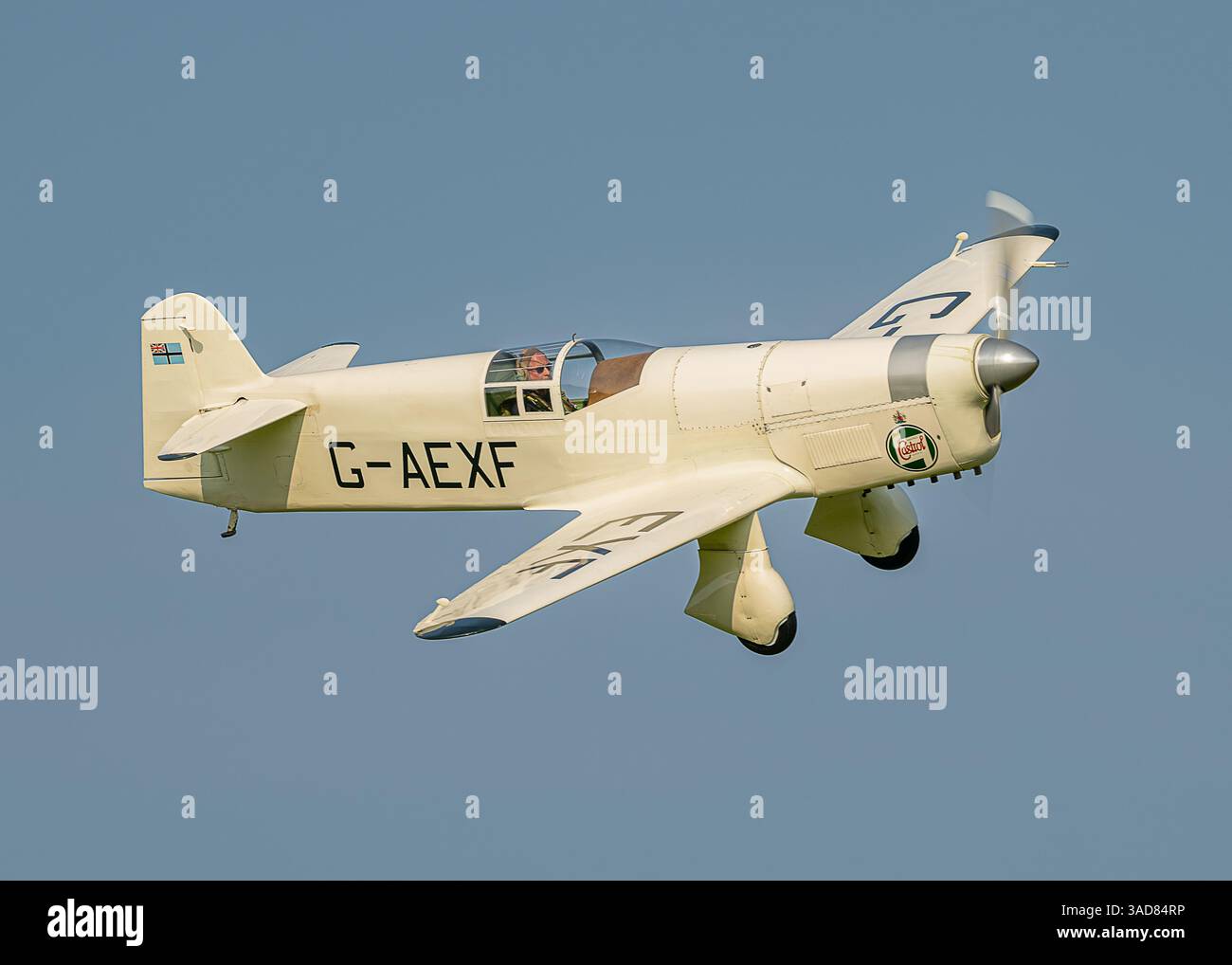 Percival mew gull hi-res stock photography and images - Alamy