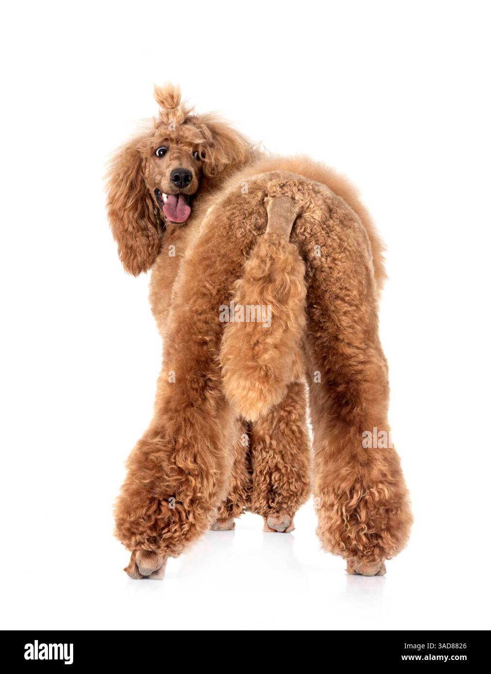 standard poodle in front of white background Stock Photo - Alamy