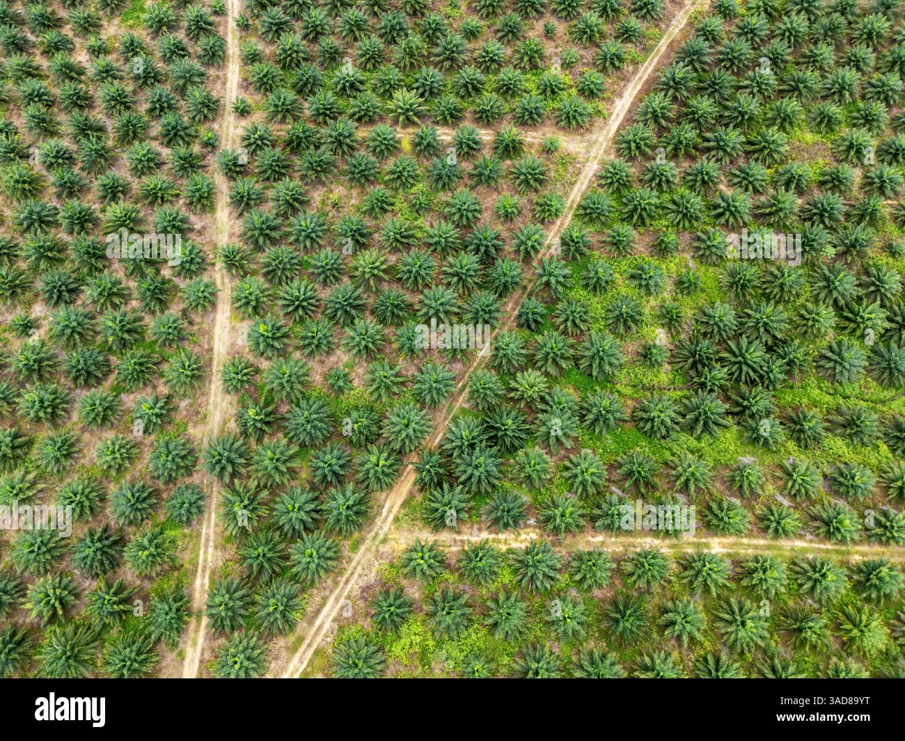 Aerial view of palm plantation in Kudat Sabah Borneo Stock Photo - Alamy