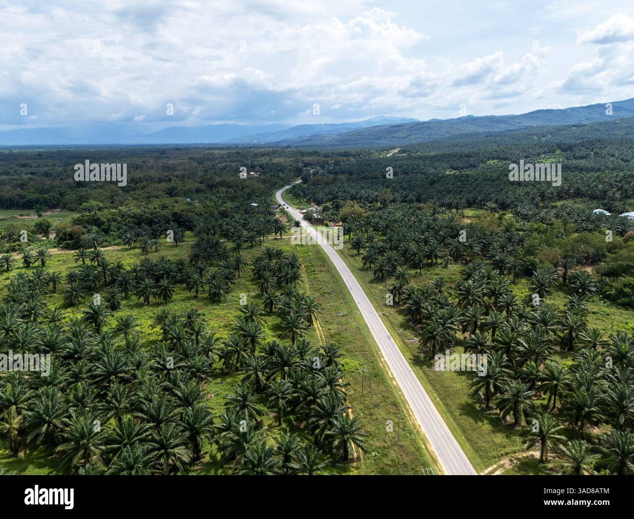 Aerial view of palm plantation in Kudat Sabah Borneo Stock Photo - Alamy