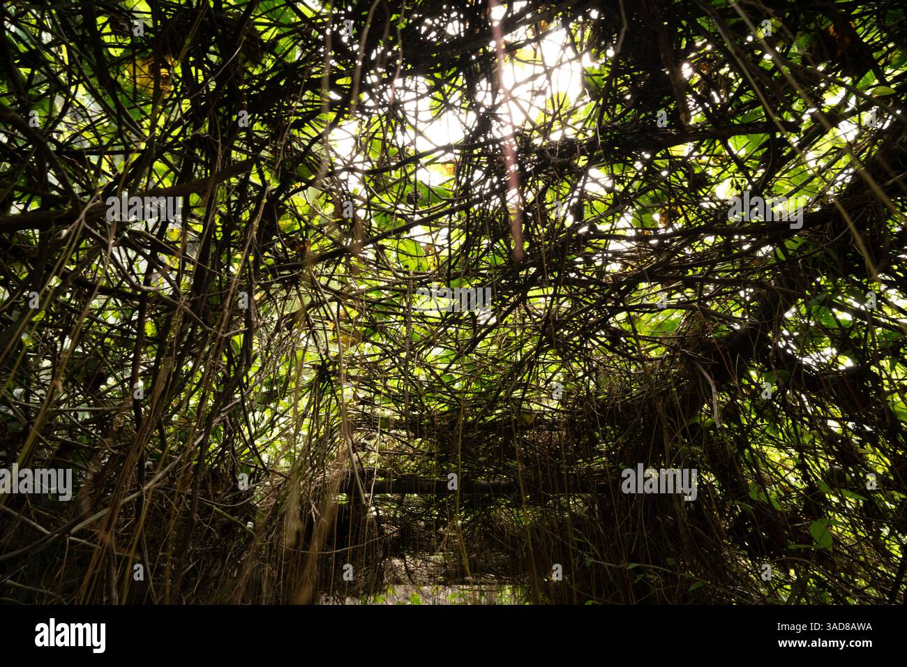lush vine on the roof, makes a creepy jungle canopy, nature background Stock Photo - Alamy