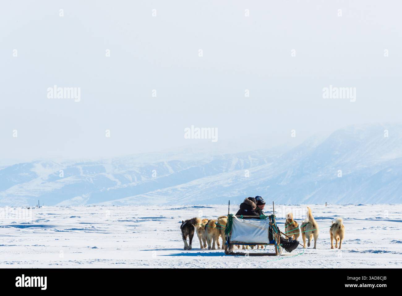 Exciting dog sledding activity takes place against the breathtaking ...