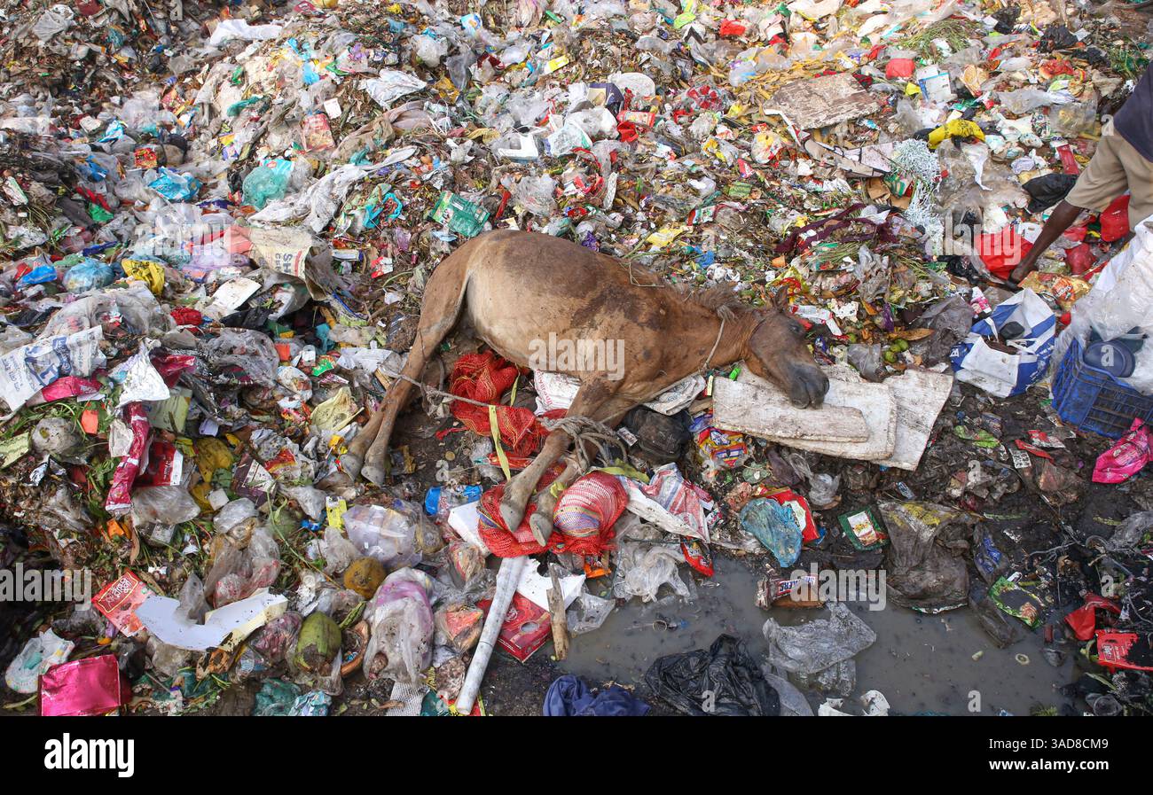 Chittagong, Chittagong, Bangladesh. 5th Apr, 2025. A female horse (mare ...