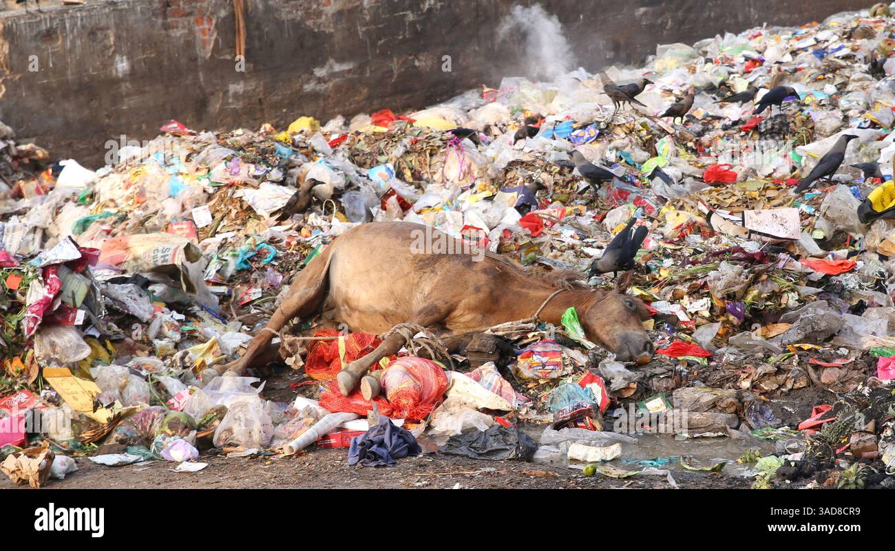 Chittagong, Chittagong, Bangladesh. 5th Apr, 2025. A female horse (mare ...