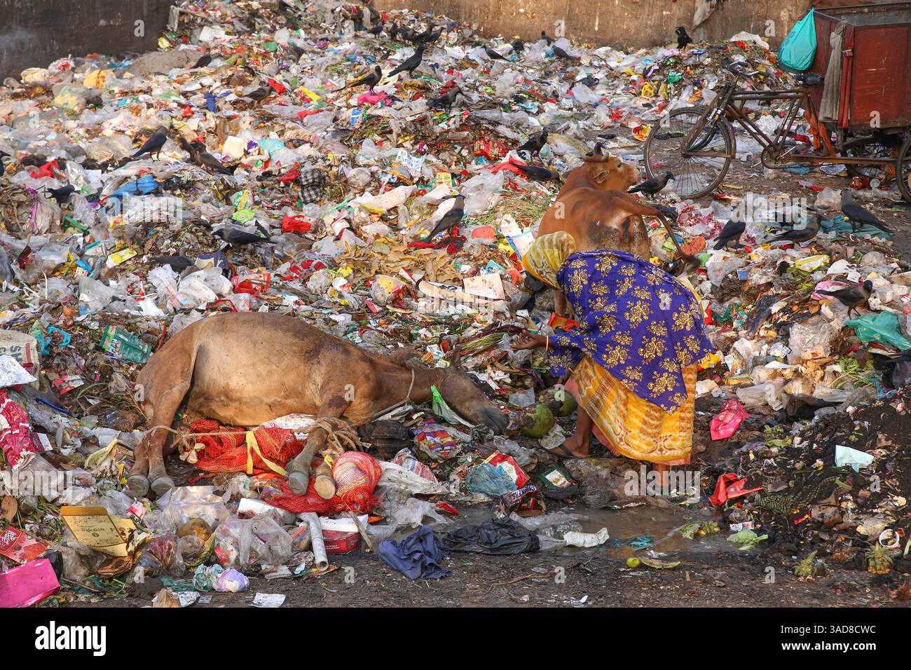 Chittagong, Chittagong, Bangladesh. 5th Apr, 2025. A female horse (mare ...