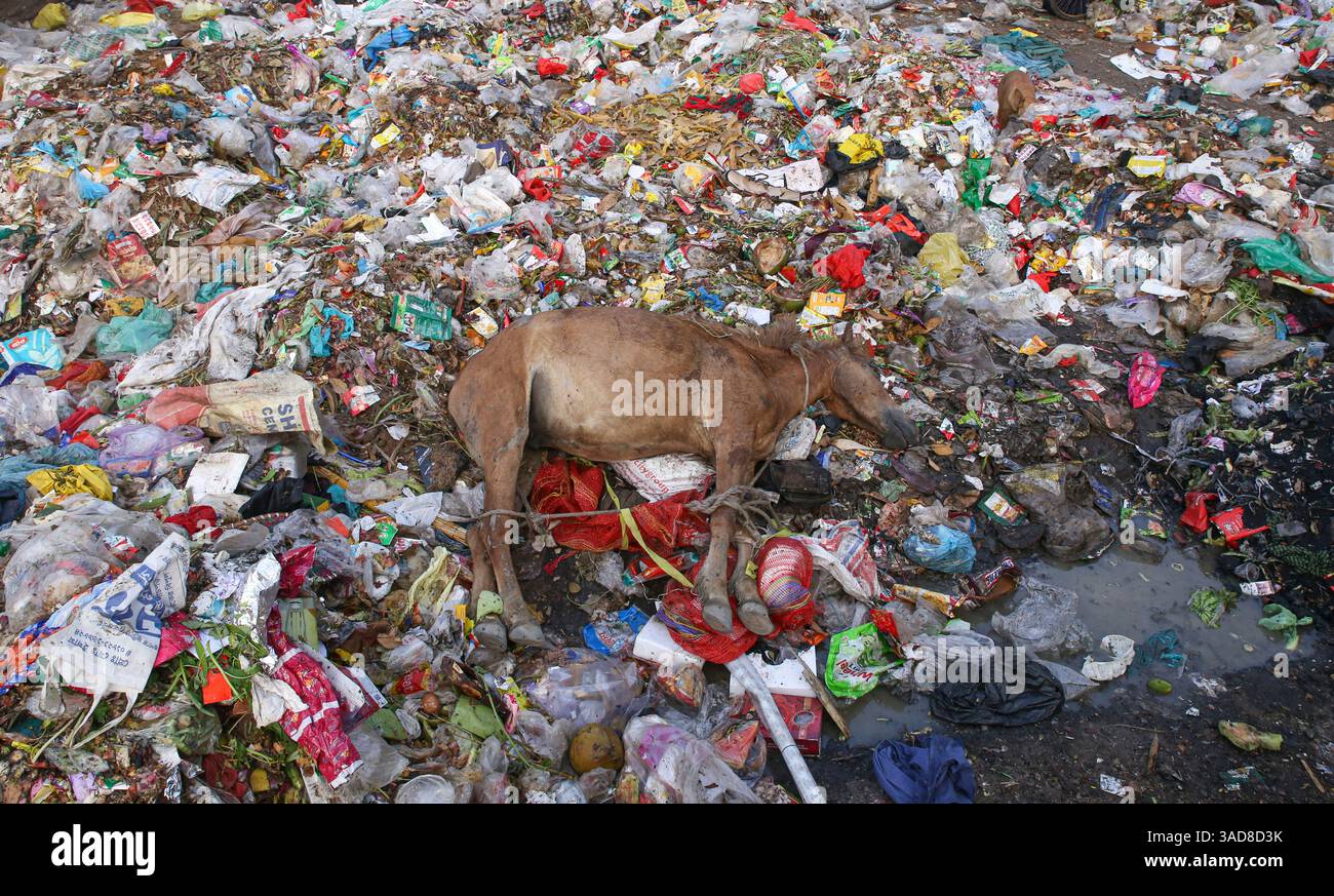 April 5, 2025, Chittagong, Chittagong, Bangladesh: A female horse (mare ...
