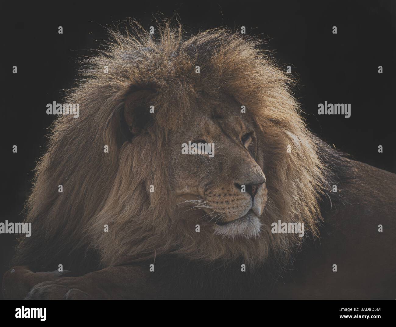 Lion side view hi-res stock photography and images - Alamy