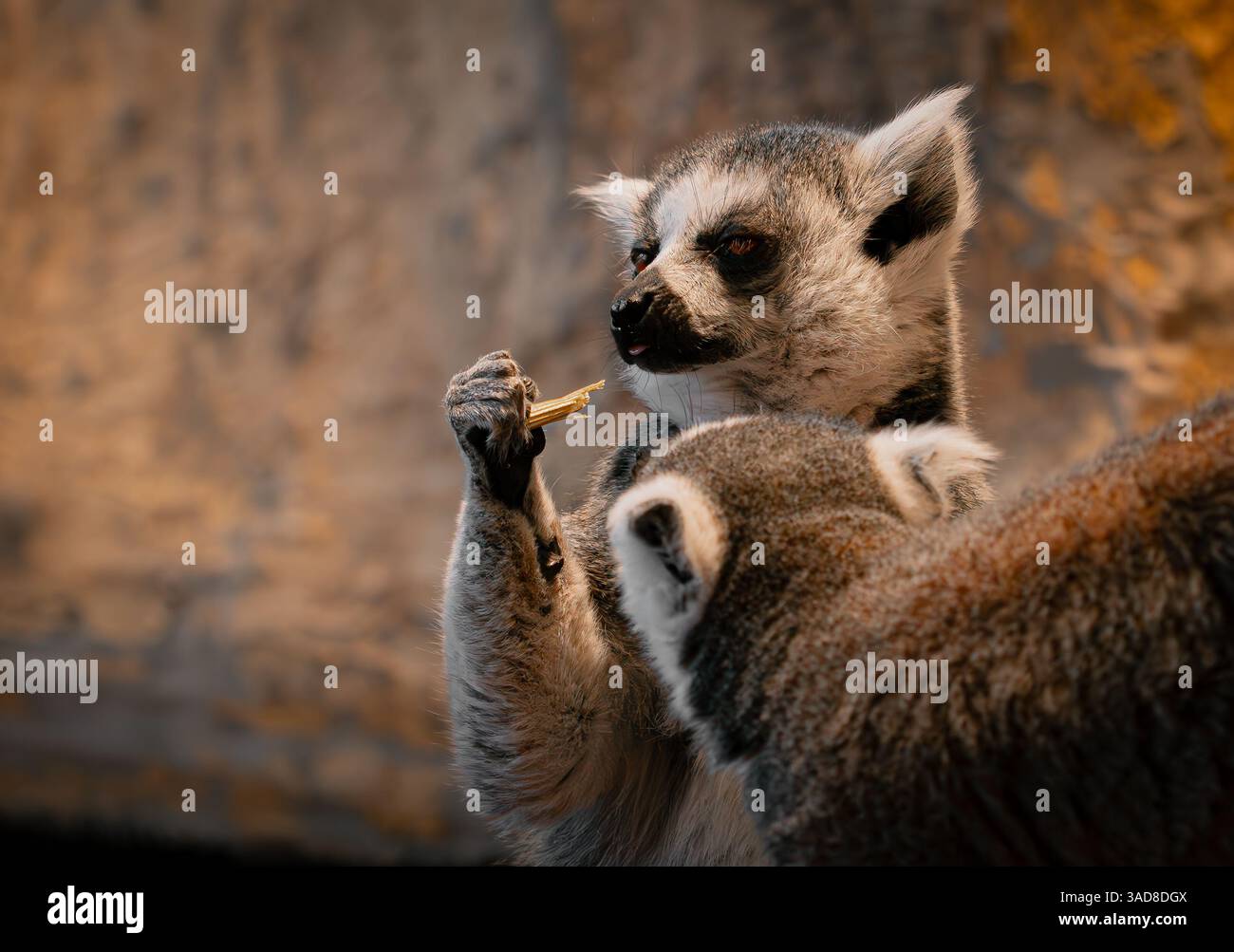 Lemur moment hi-res stock photography and images - Alamy