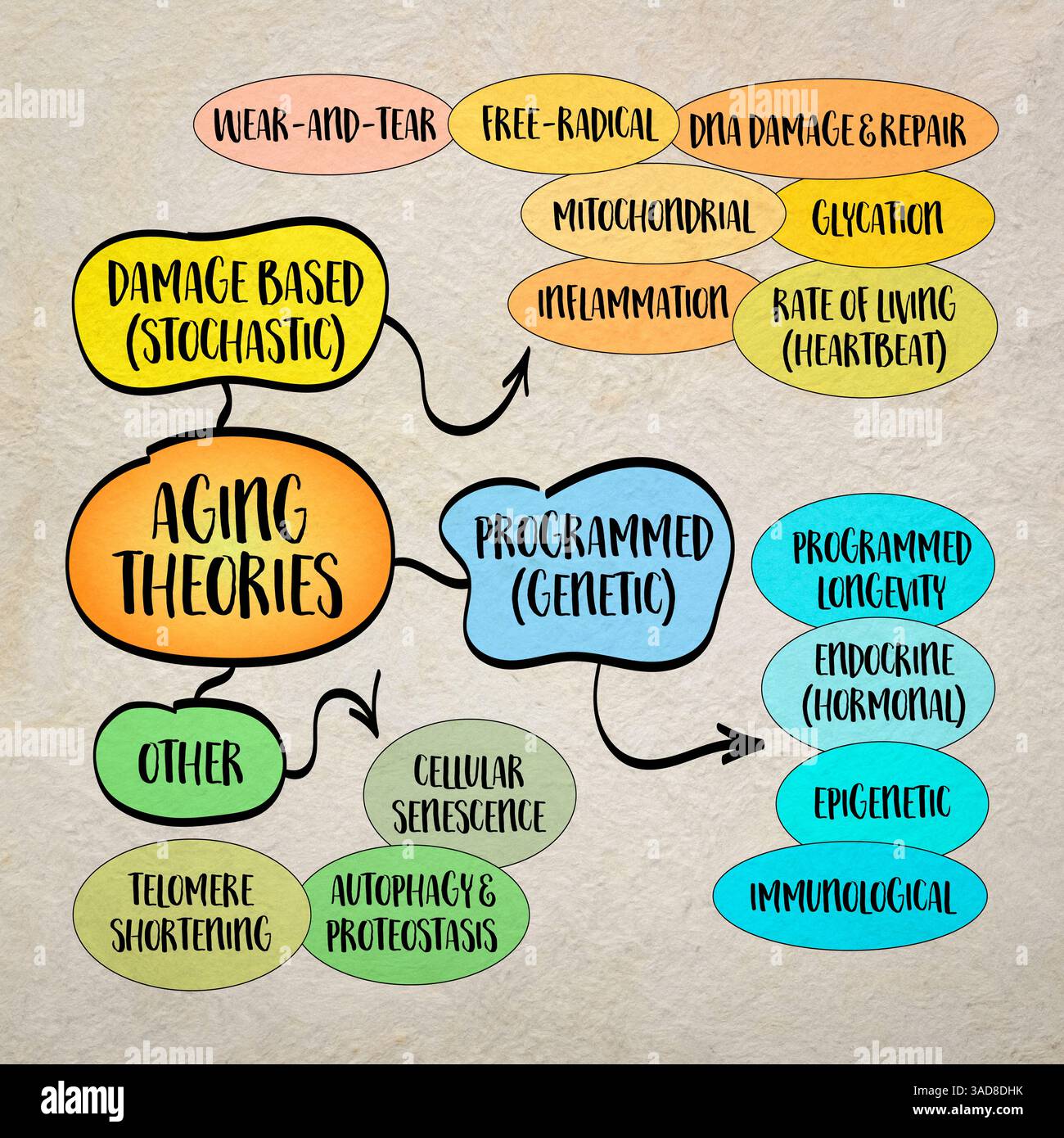 Classification of the main theories of aging, infographics sketch Stock ...