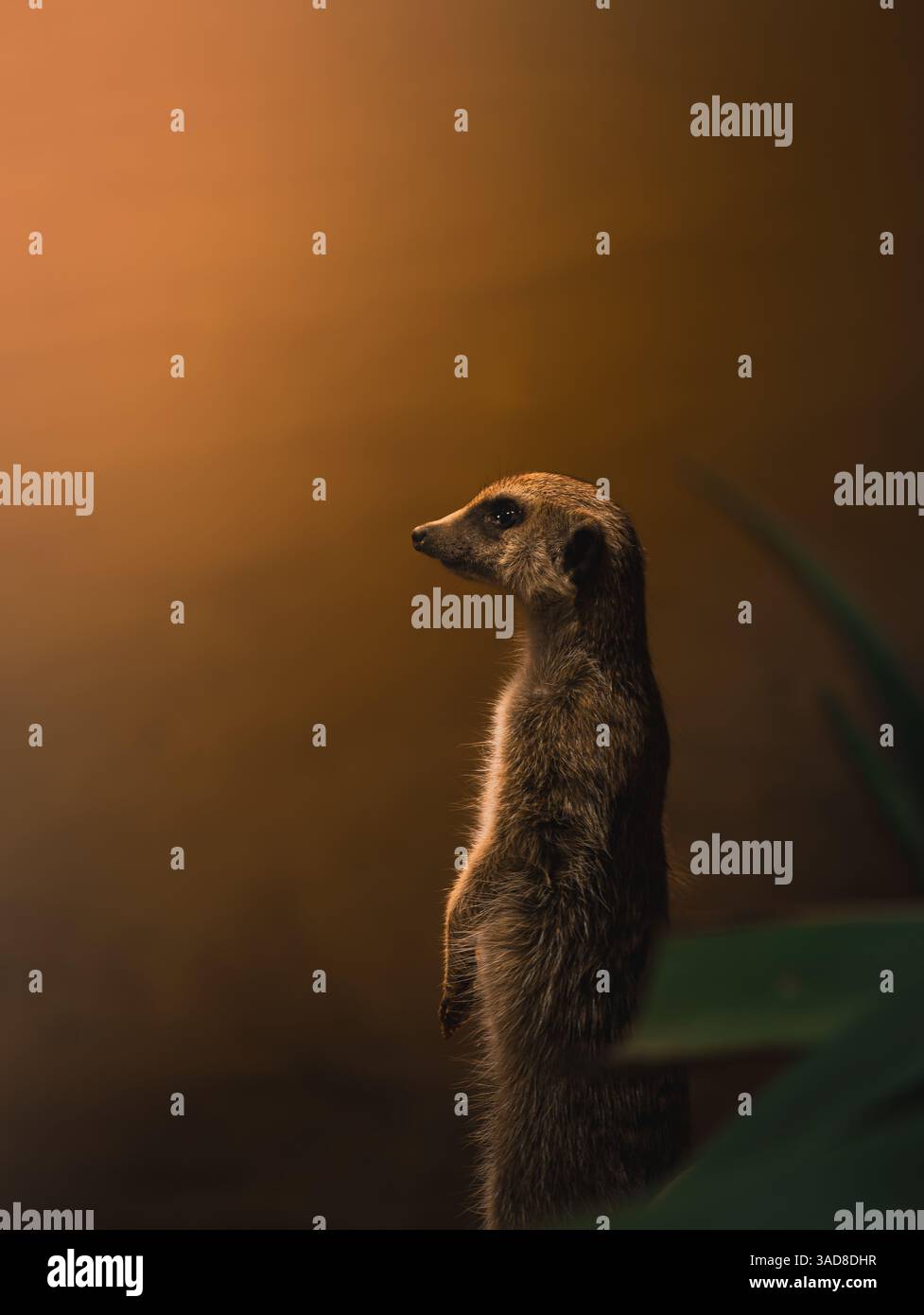 Meerkat standing upright on alert in golden hour light with soft orange ...