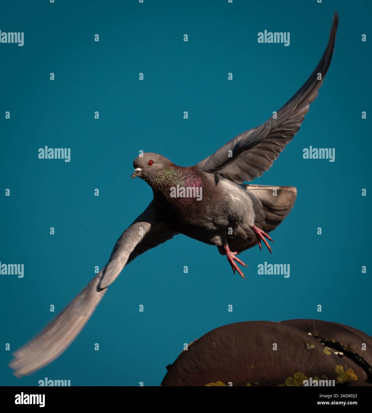 Pigeon taking off mid-flight with wings spread wide and bright blue sky ...