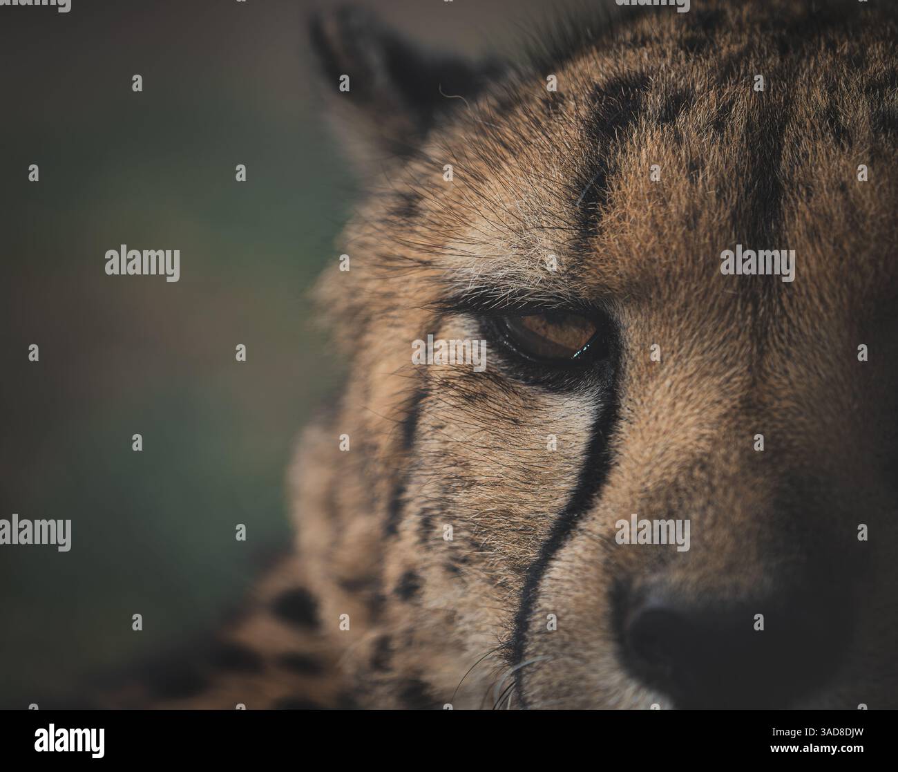 Close-up of cheetah eye with black tear marks and warm-toned shallow ...