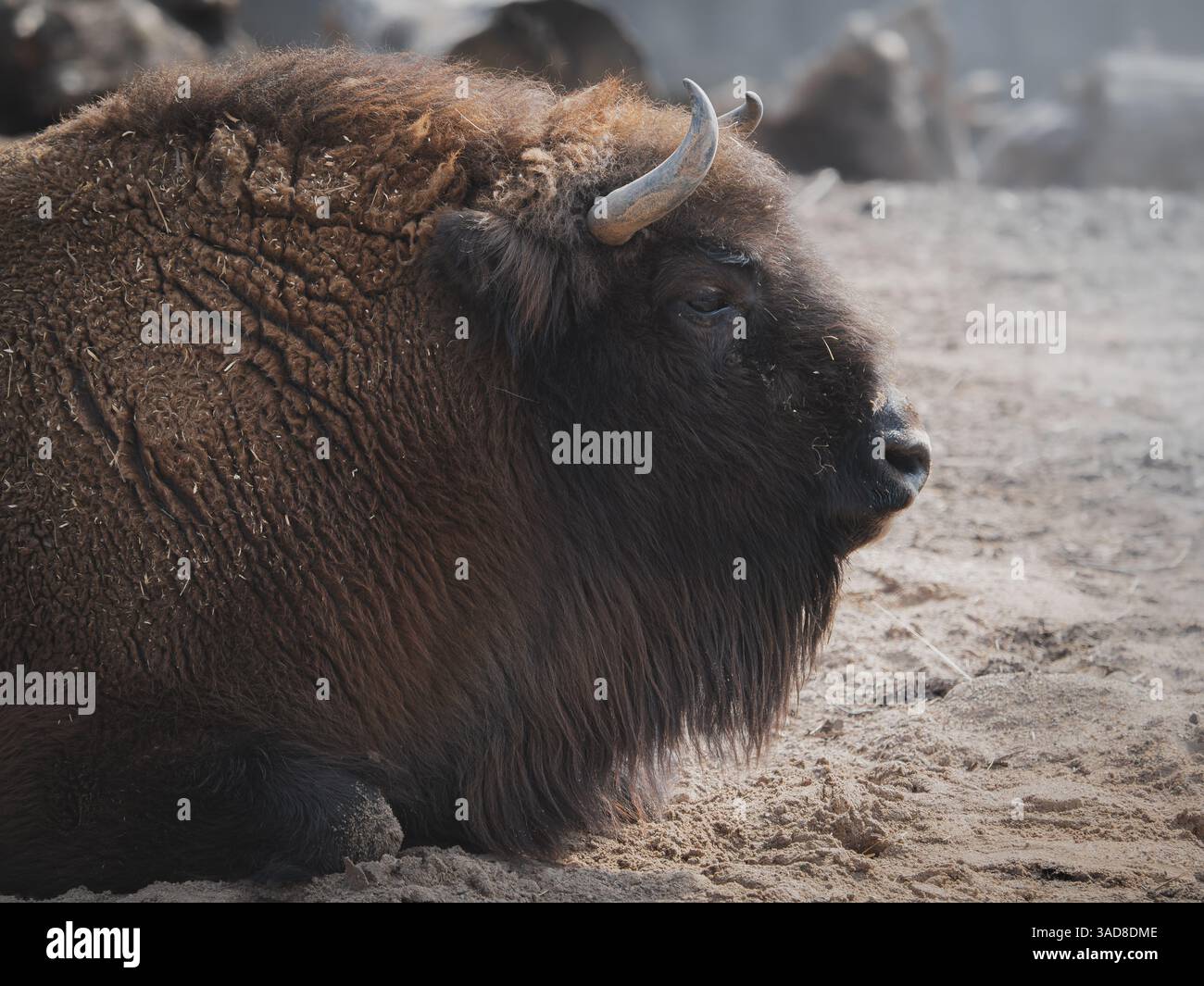Portrait head bison horned eyes hi-res stock photography and images - Alamy