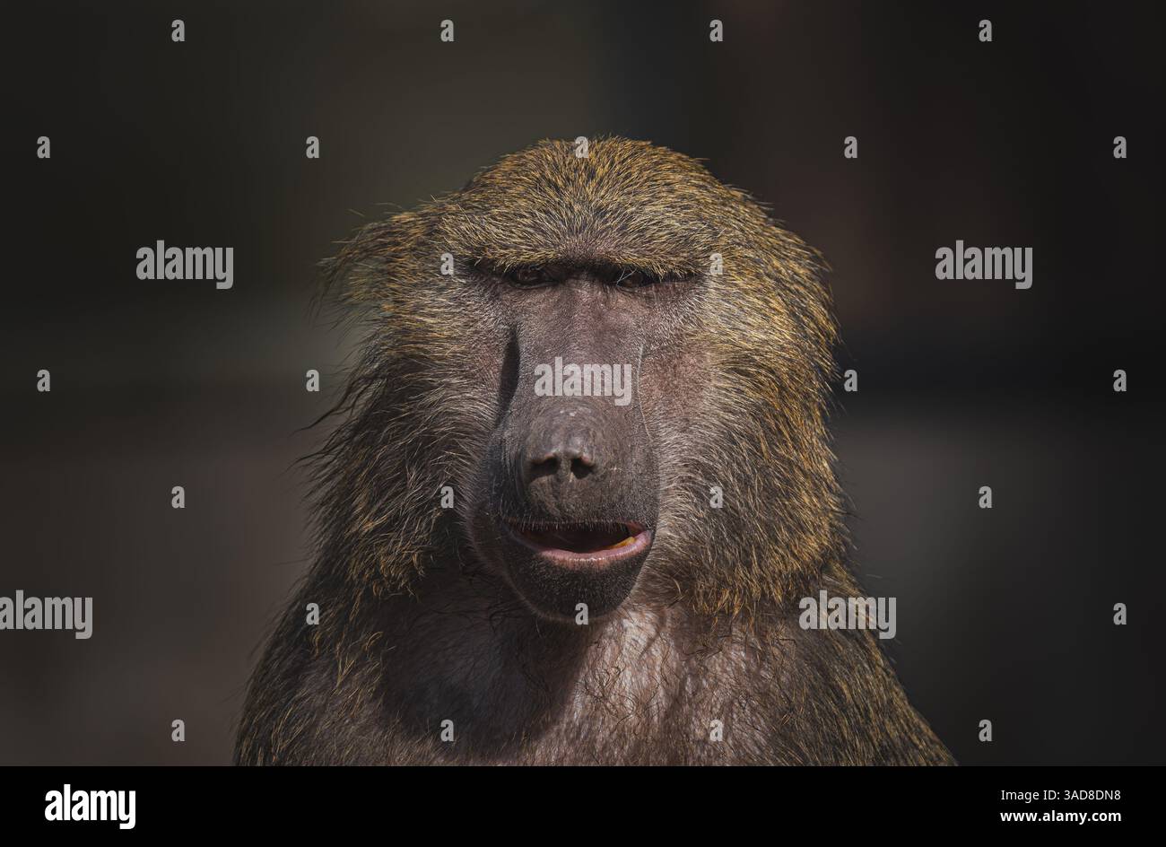 Baboon and emotional expression hi-res stock photography and images - Alamy