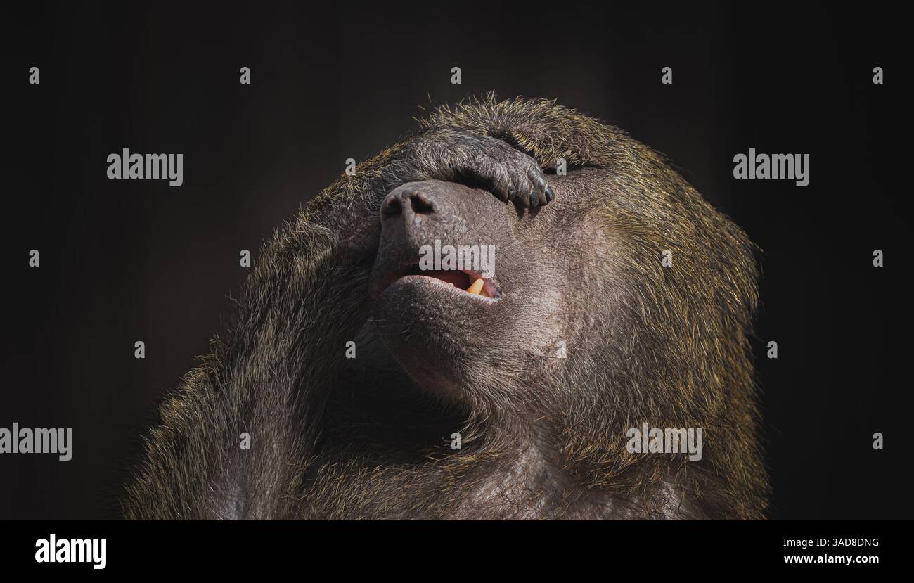 Olive baboon basking in light with closed eyes and relaxed face in dark ...
