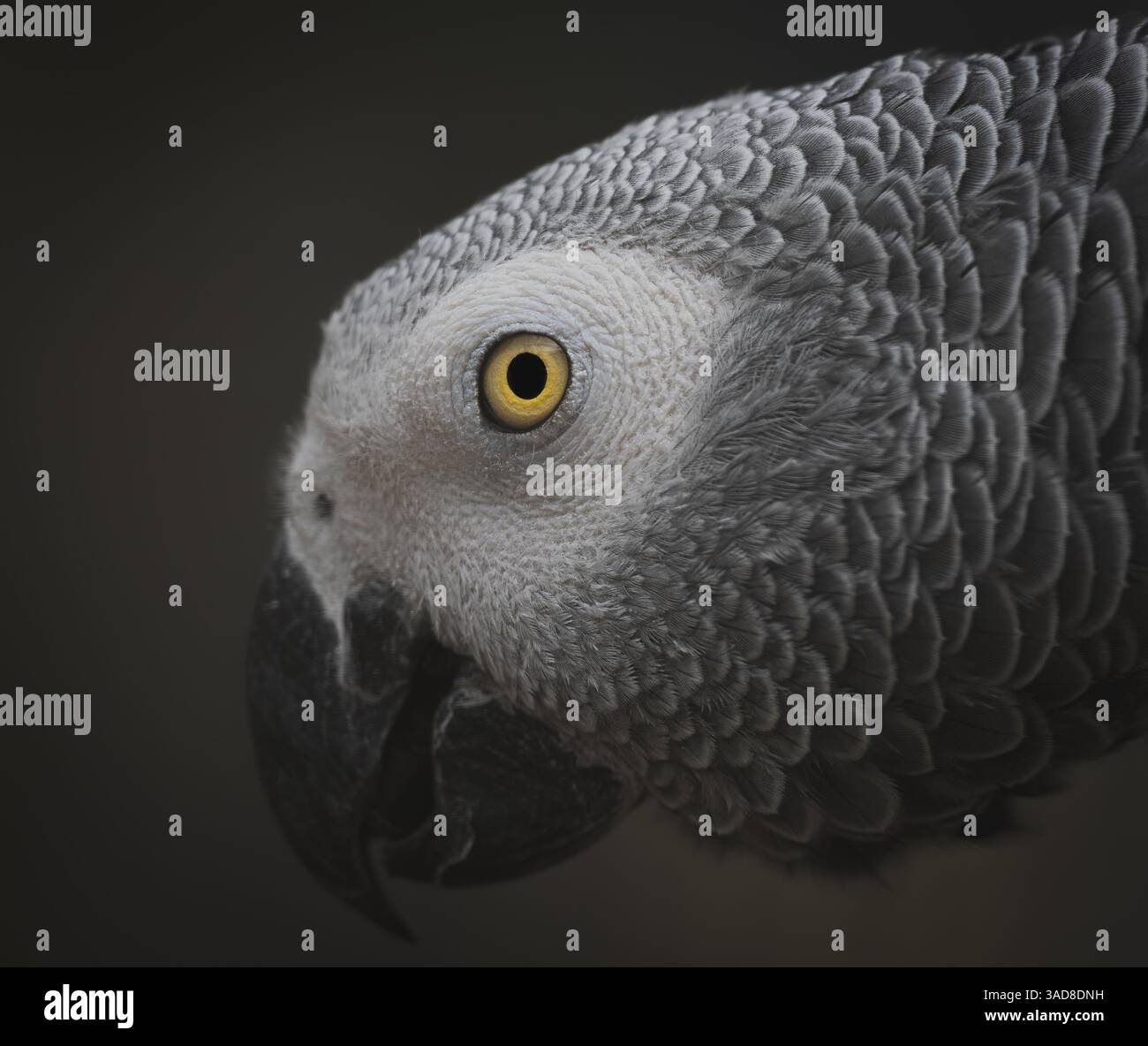 African grey parrot leaning forward with focused eye and intricate ...