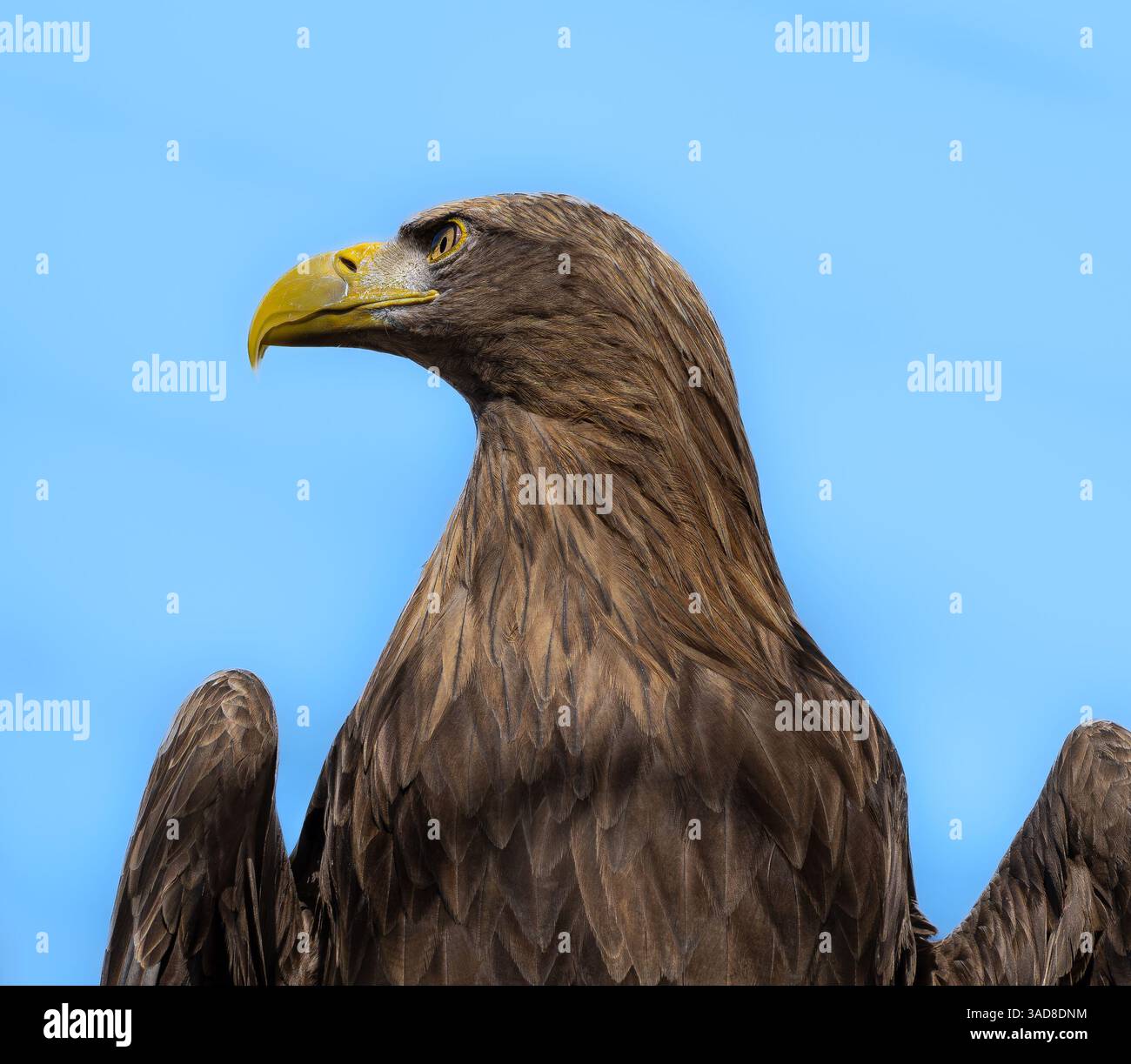 Majestic eagle with bright yellow beak looking to the side against ...