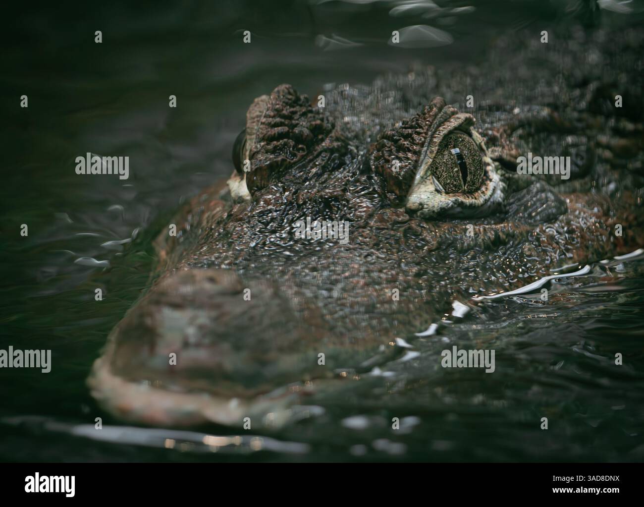 Stealthy crocodile peering just above the waterline in murky swamp ...